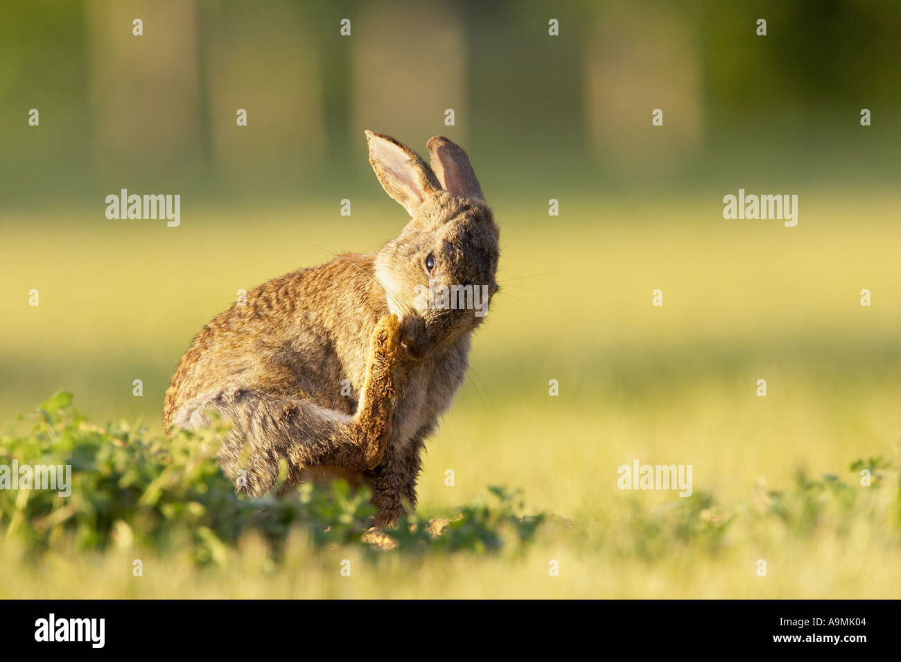 Lepus curpaeums hi-res stock photography and images - Alamy