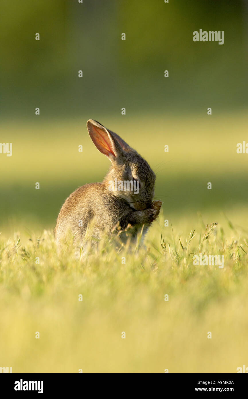 Lepus Curpaeums High Resolution Stock Photography and Images - Alamy