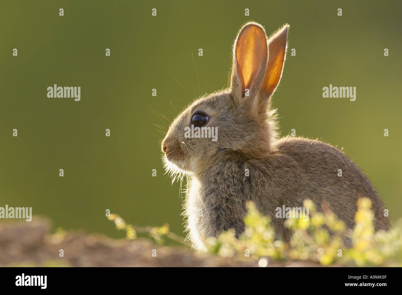 Lepus Curpaeums High Resolution Stock Photography and Images - Alamy