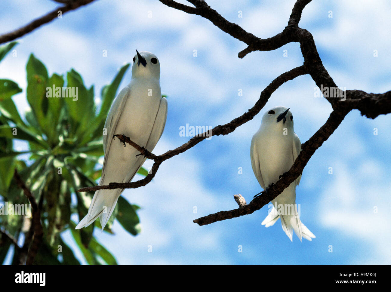 pair of small oceanic birds sit on a tree branch under the shade of the ...