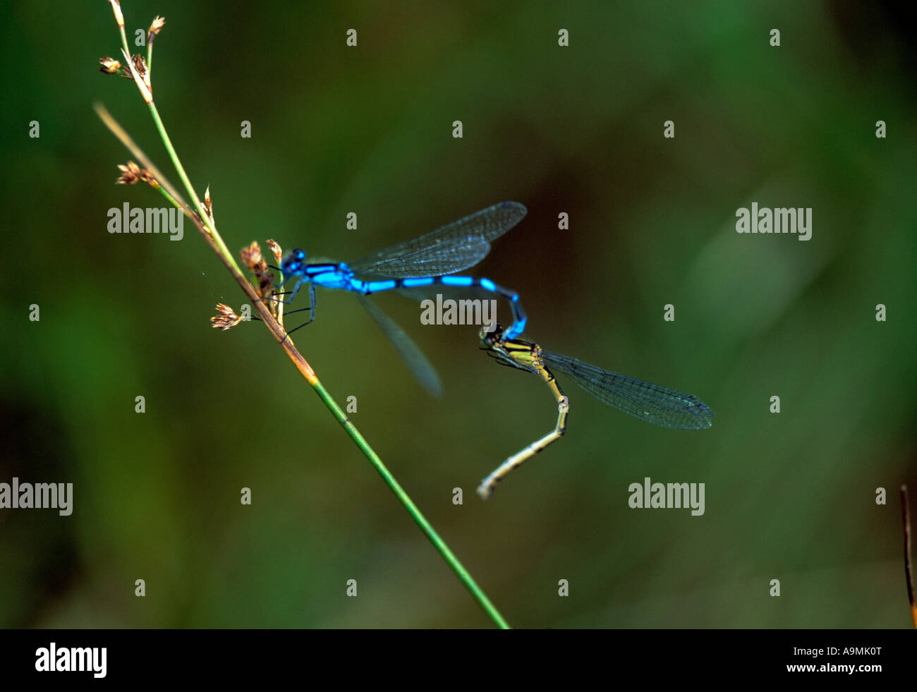 Insects emtomology hi-res stock photography and images - Alamy