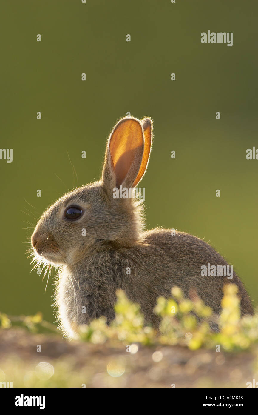Lepus Curpaeums High Resolution Stock Photography and Images - Alamy