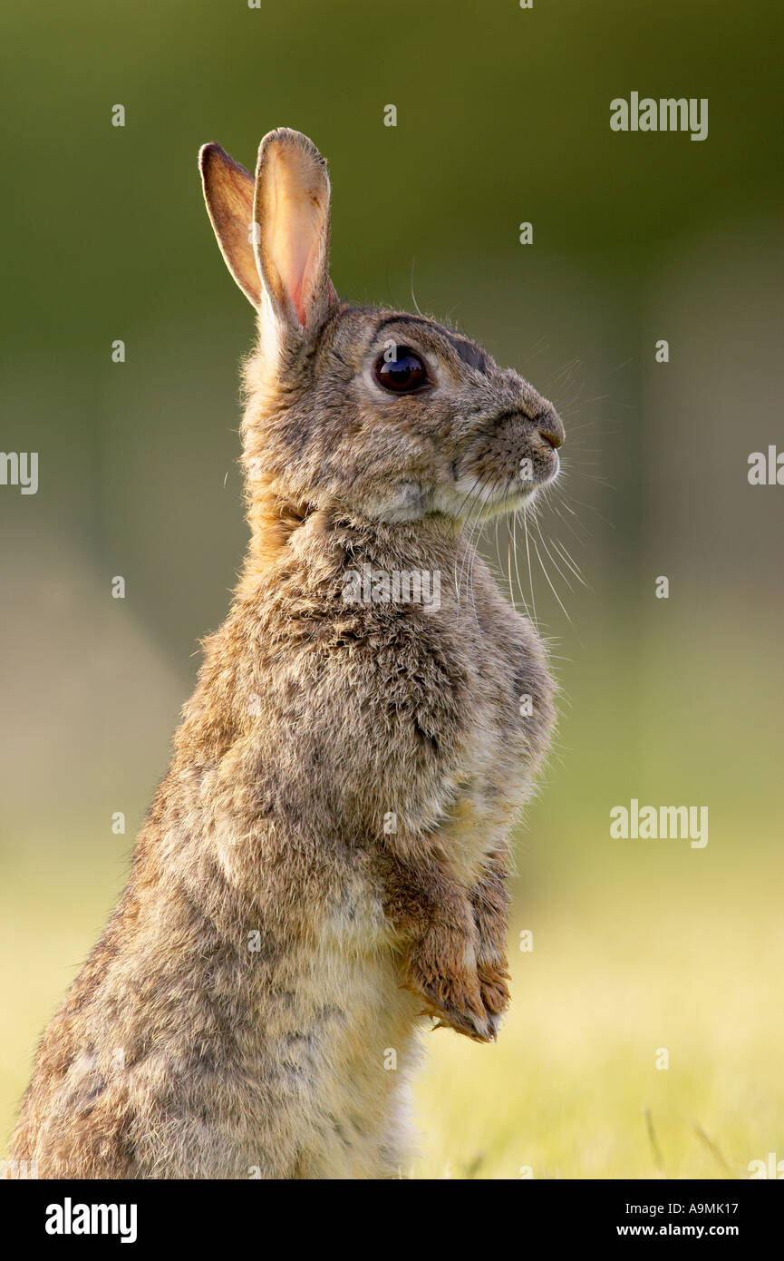 Lepus Curpaeums High Resolution Stock Photography and Images - Alamy