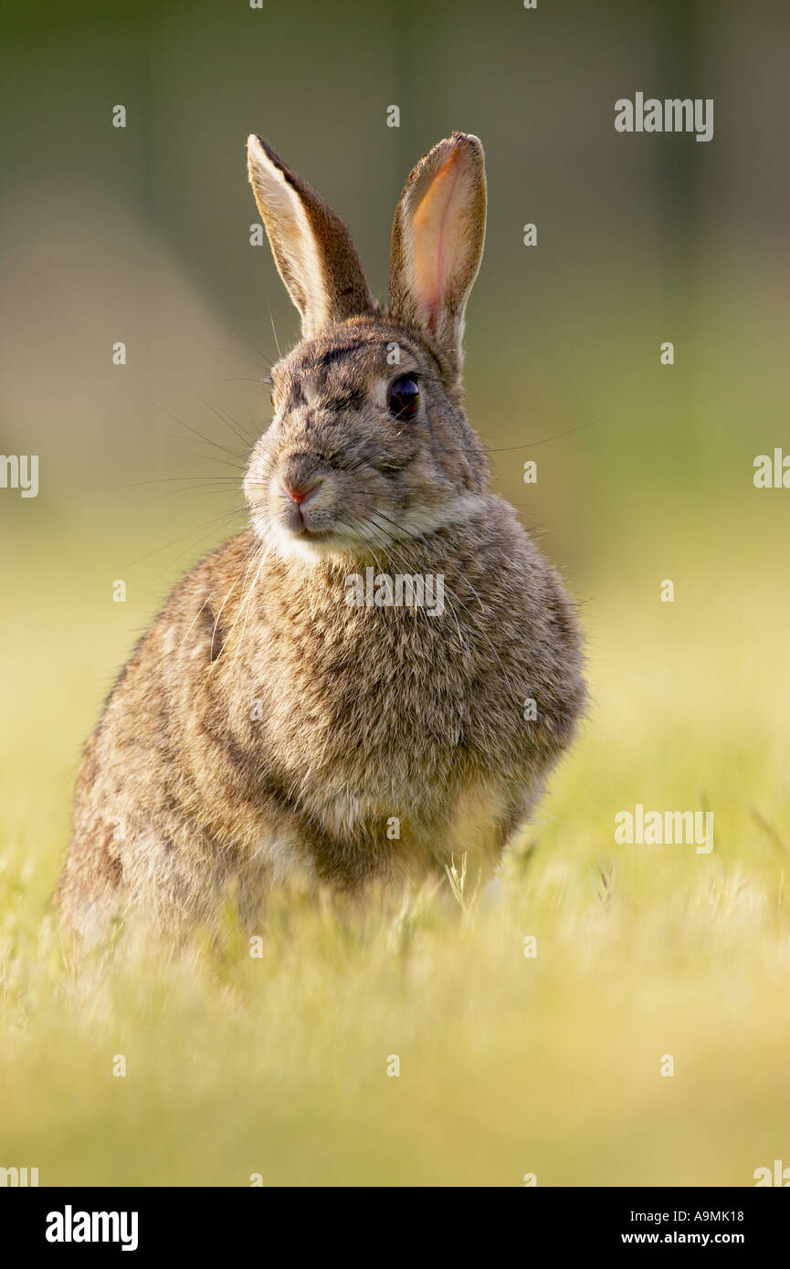 Lepus Curpaeums High Resolution Stock Photography and Images - Alamy