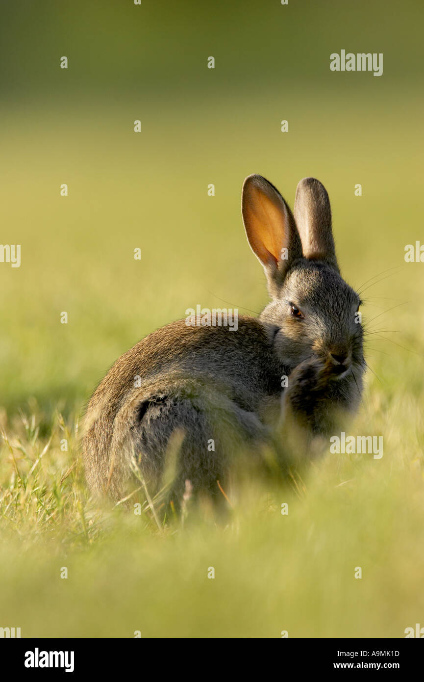 Lepus Curpaeums High Resolution Stock Photography and Images - Alamy