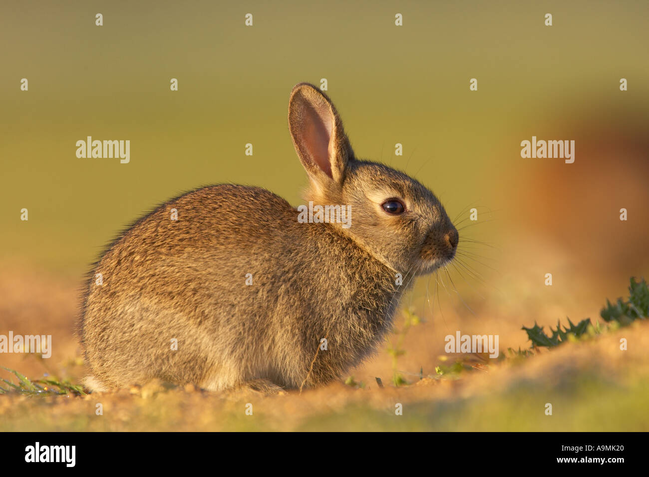 Lepus Curpaeums High Resolution Stock Photography and Images - Alamy