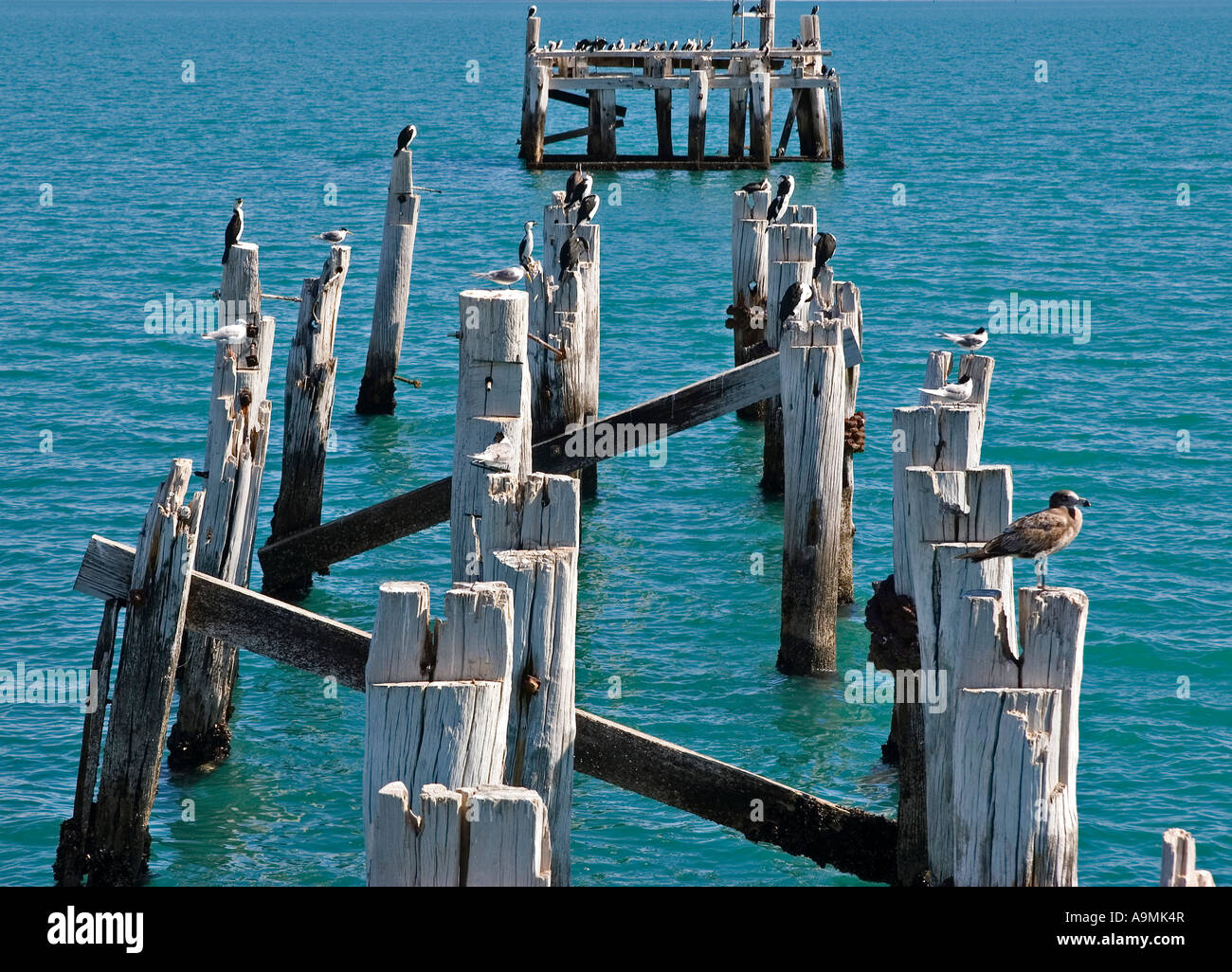 broken end of jetty with various birds sitting on the old pilons ...
