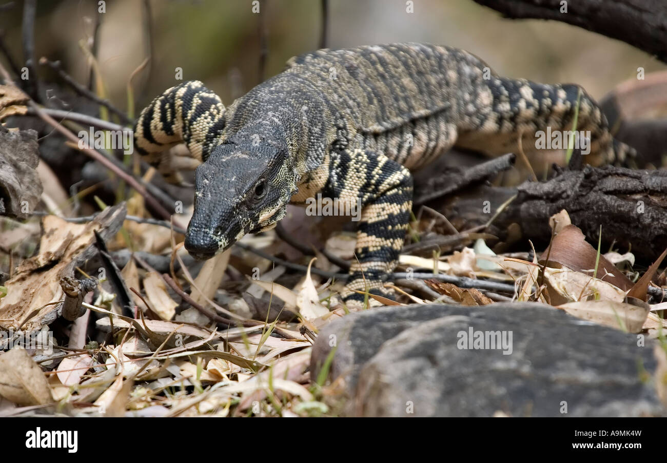 a big lace monitor goanna is coming through the undergrowth looking ...