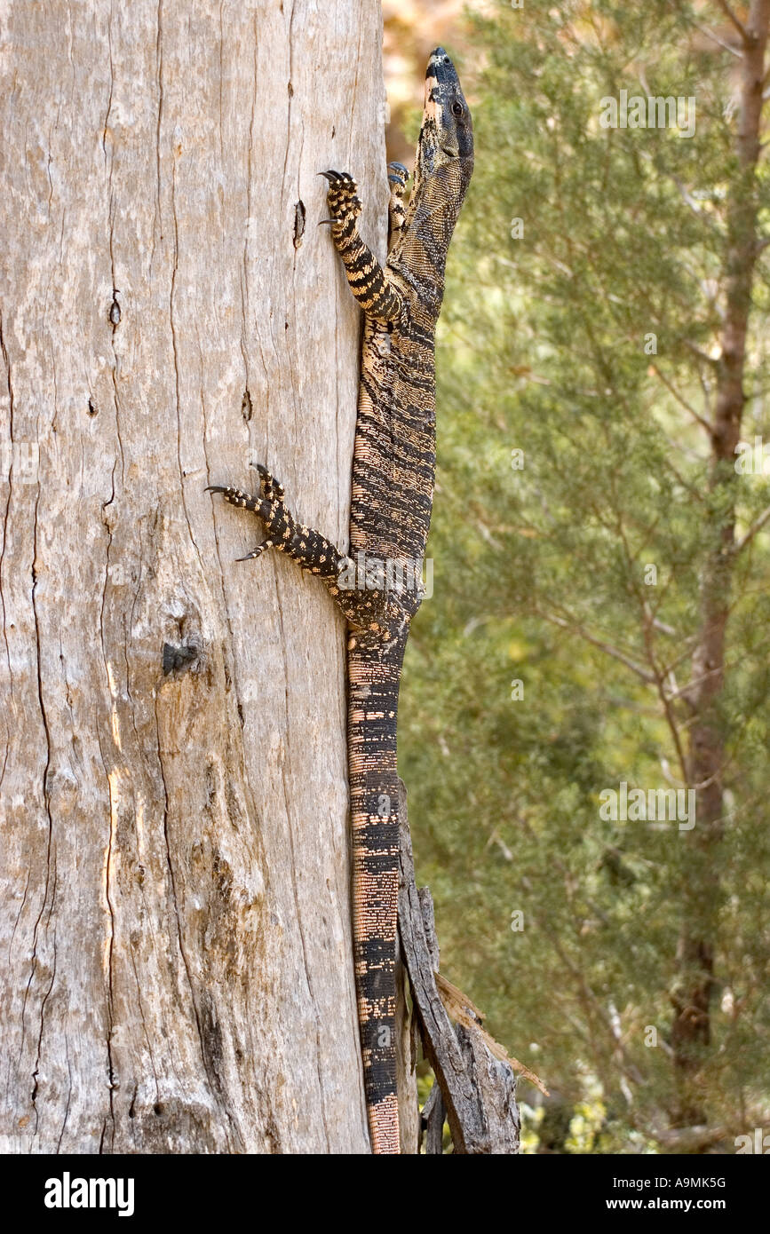a lace monitor goanna stops and rests half way up a tree Stock Photo ...