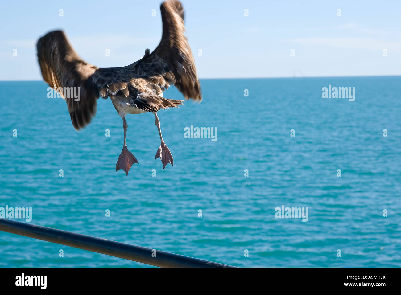 its time to go a large petrel sea bird takes of from a handrail to head ...