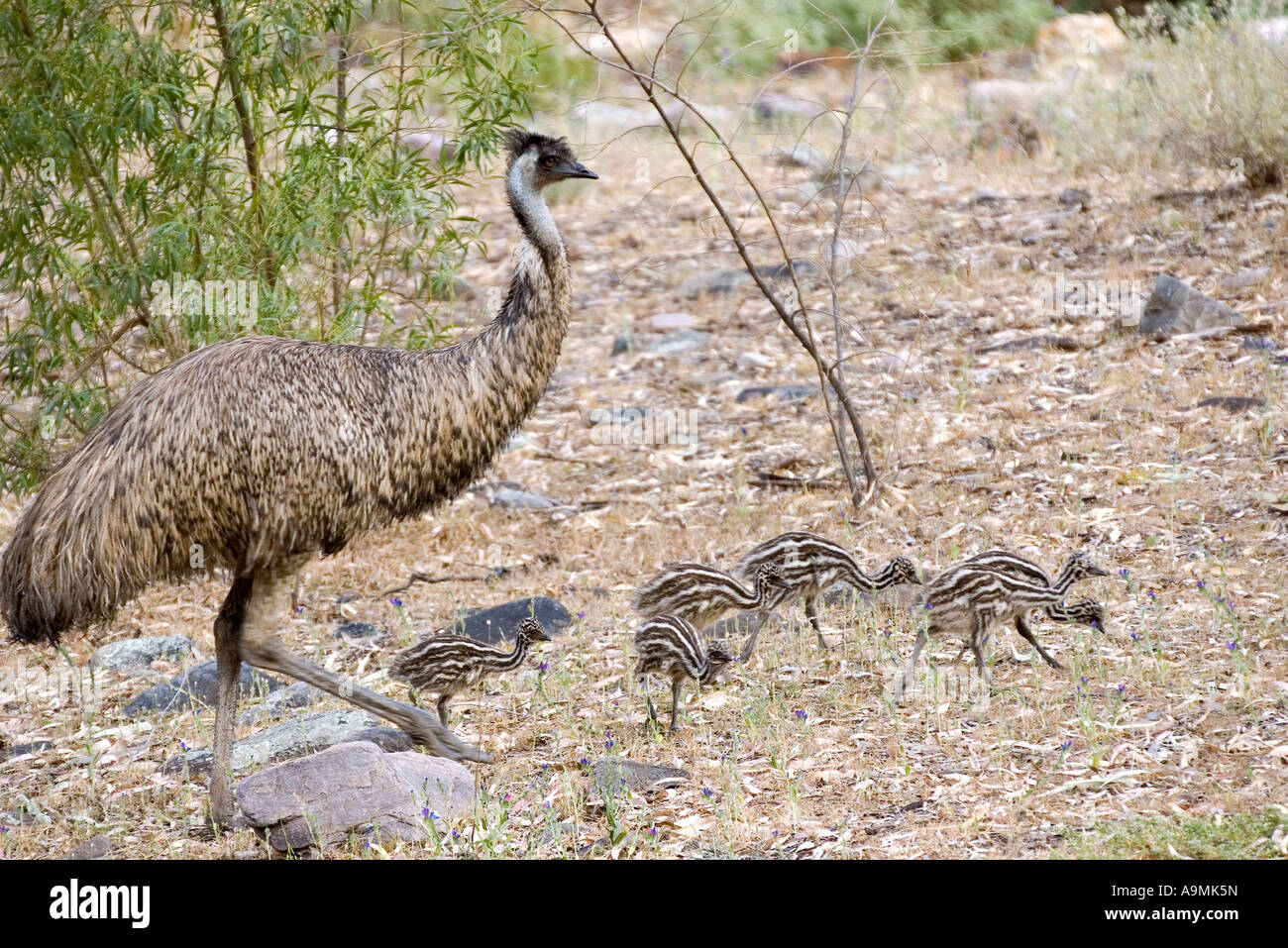 a male emu is walking along with its chicks Stock Photo - Alamy