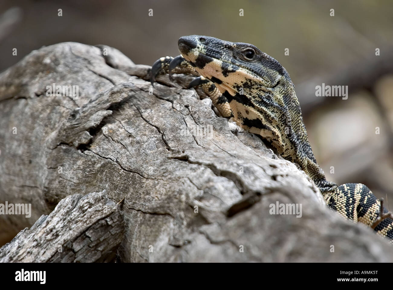 a lace monitor goanna sticks its head up and looks over a log Stock ...