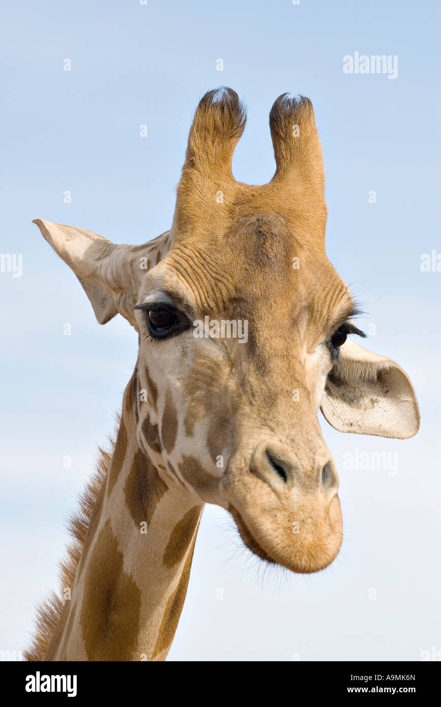a giraffe up close looks like its brooding or concentrating on ...