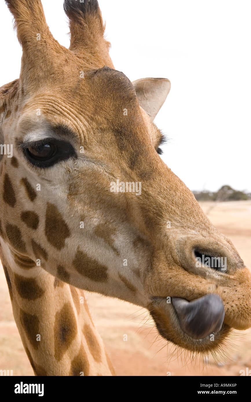giraffe at eye level licking lips after eating something tasty Stock ...