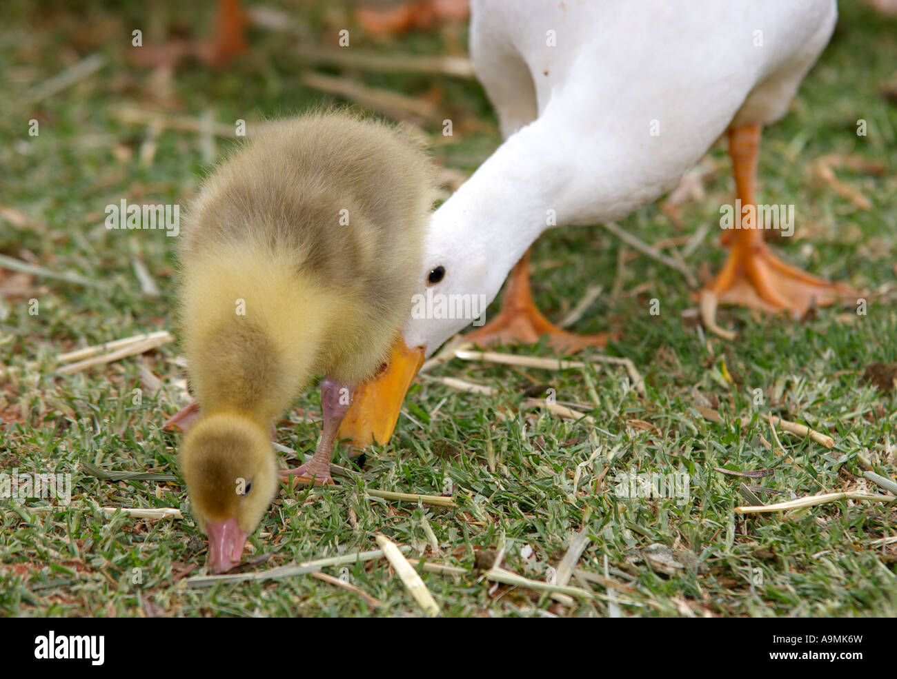 the mother duck gives the little duckling a push Stock Photo - Alamy
