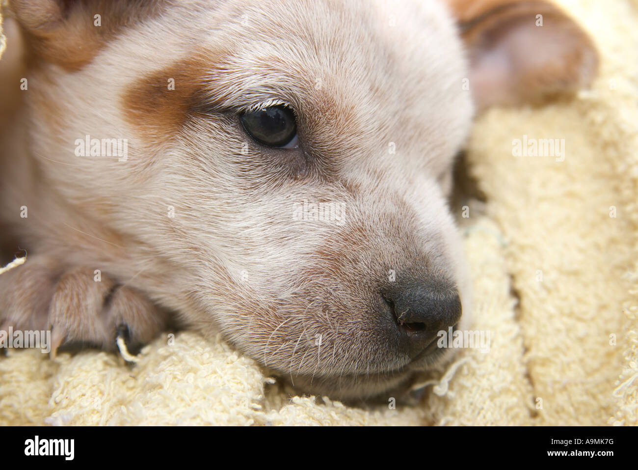 a cute and adorable six week old fox terrier puppy dog wrapped in a ...