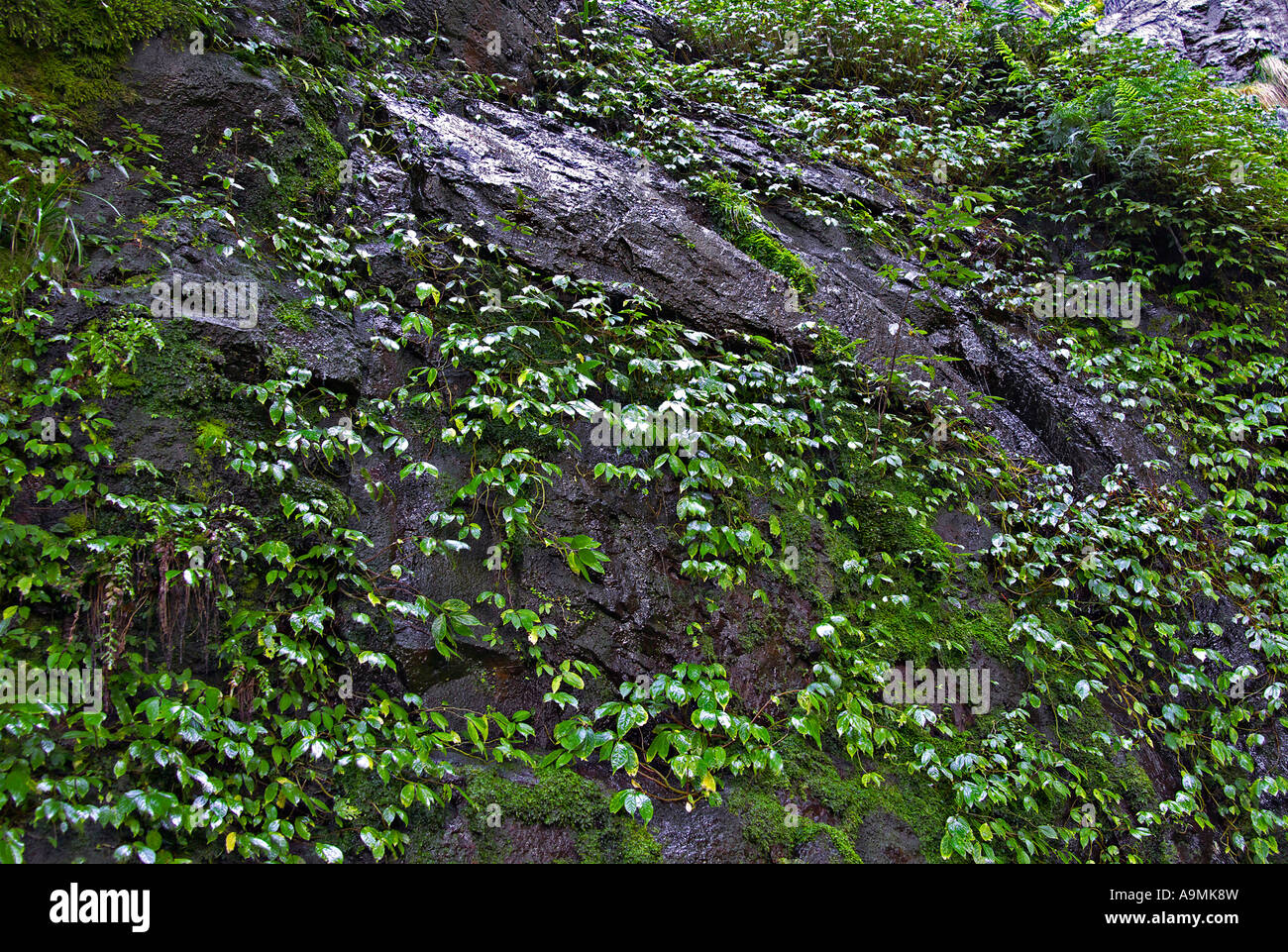 a large creeper all over a wet and weeping rock cliff face in the oxly ...