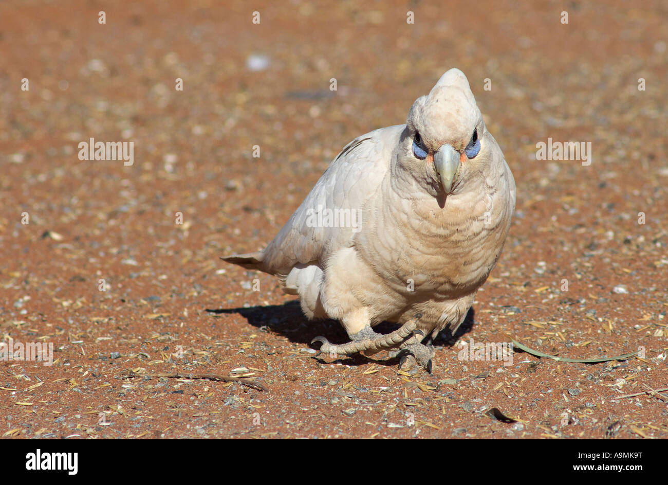 a major mitchell cockatoo is walking towards the camera and looks like ...