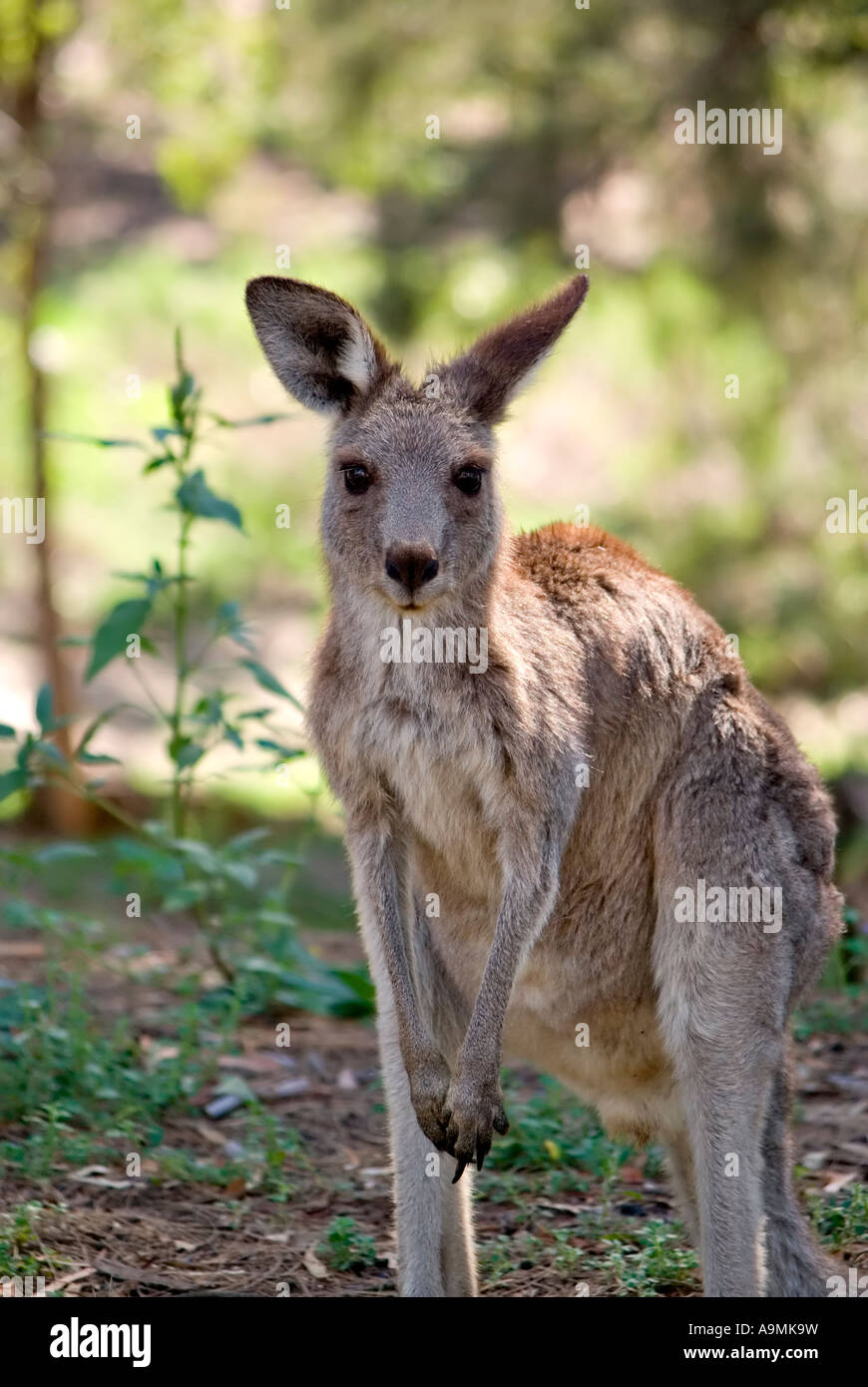 an image of an small eastern grey kangaroo in the wild Stock Photo - Alamy
