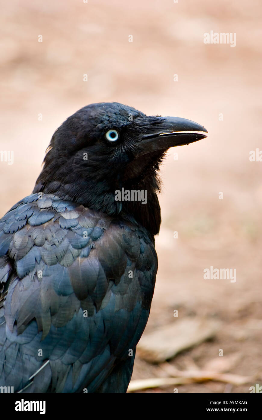 a crow australian raven looks back over its shoulder to see what is ...