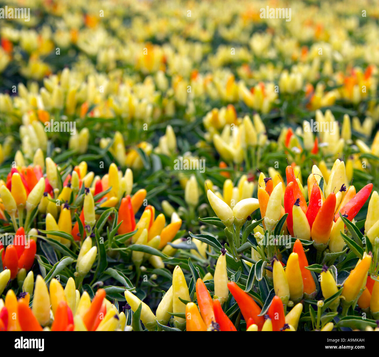 Red chilli bush hi-res stock photography and images - Alamy