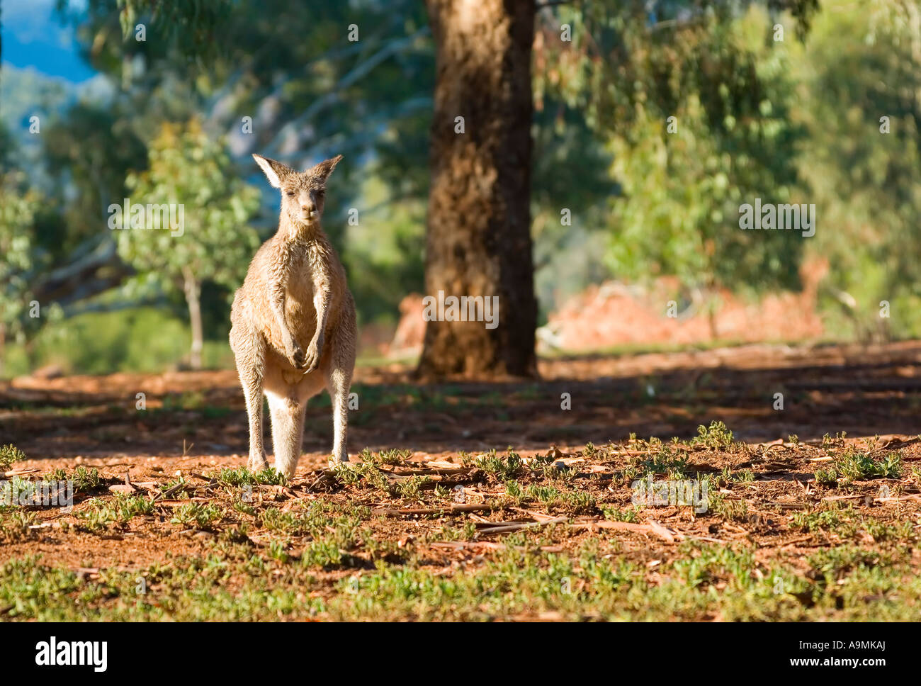 an eastern gray kangaroo standing in natural setting enjoying the ...