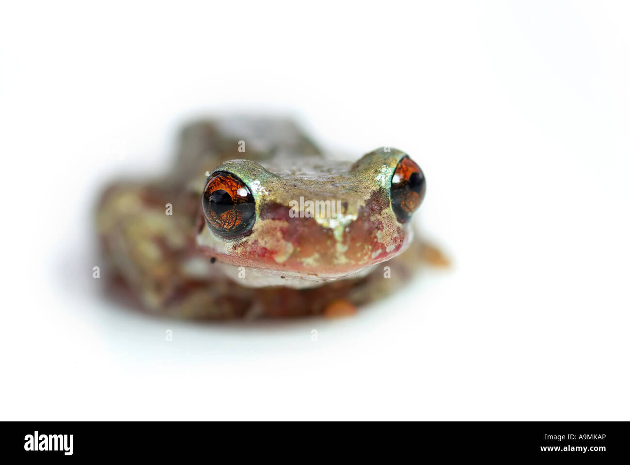 bleating tree frog looking goofy with its big red eyes looking at the ...