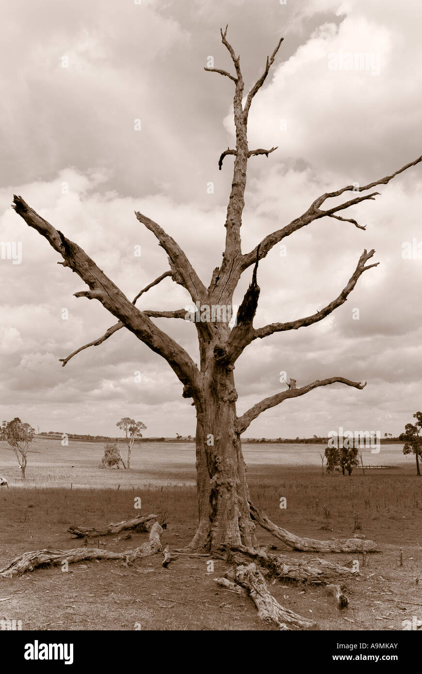 sepia image of an old dead tree sitting in the desolated farmland Stock ...