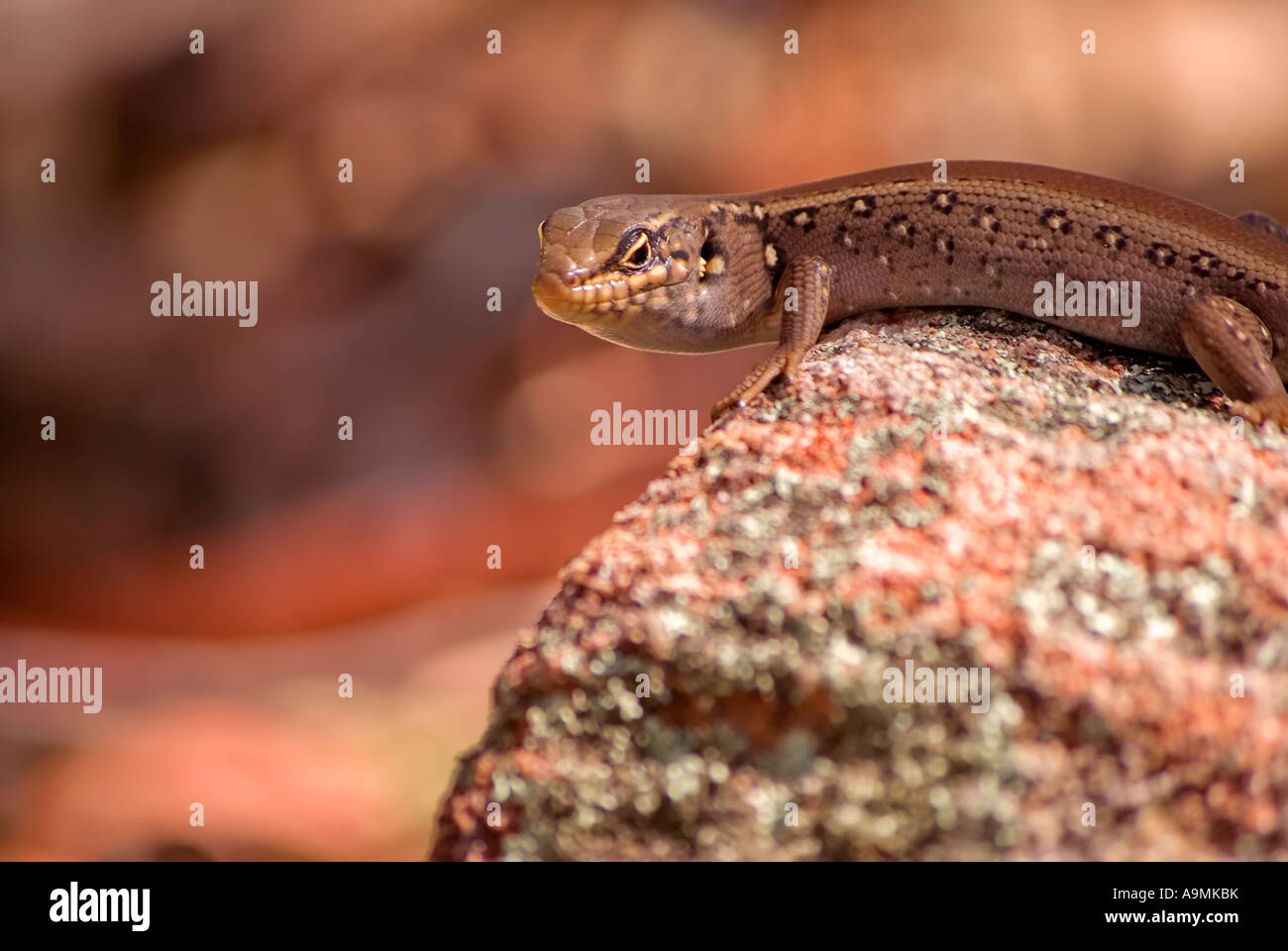 a lizard stands on a rock with a hellish red background and looks back ...