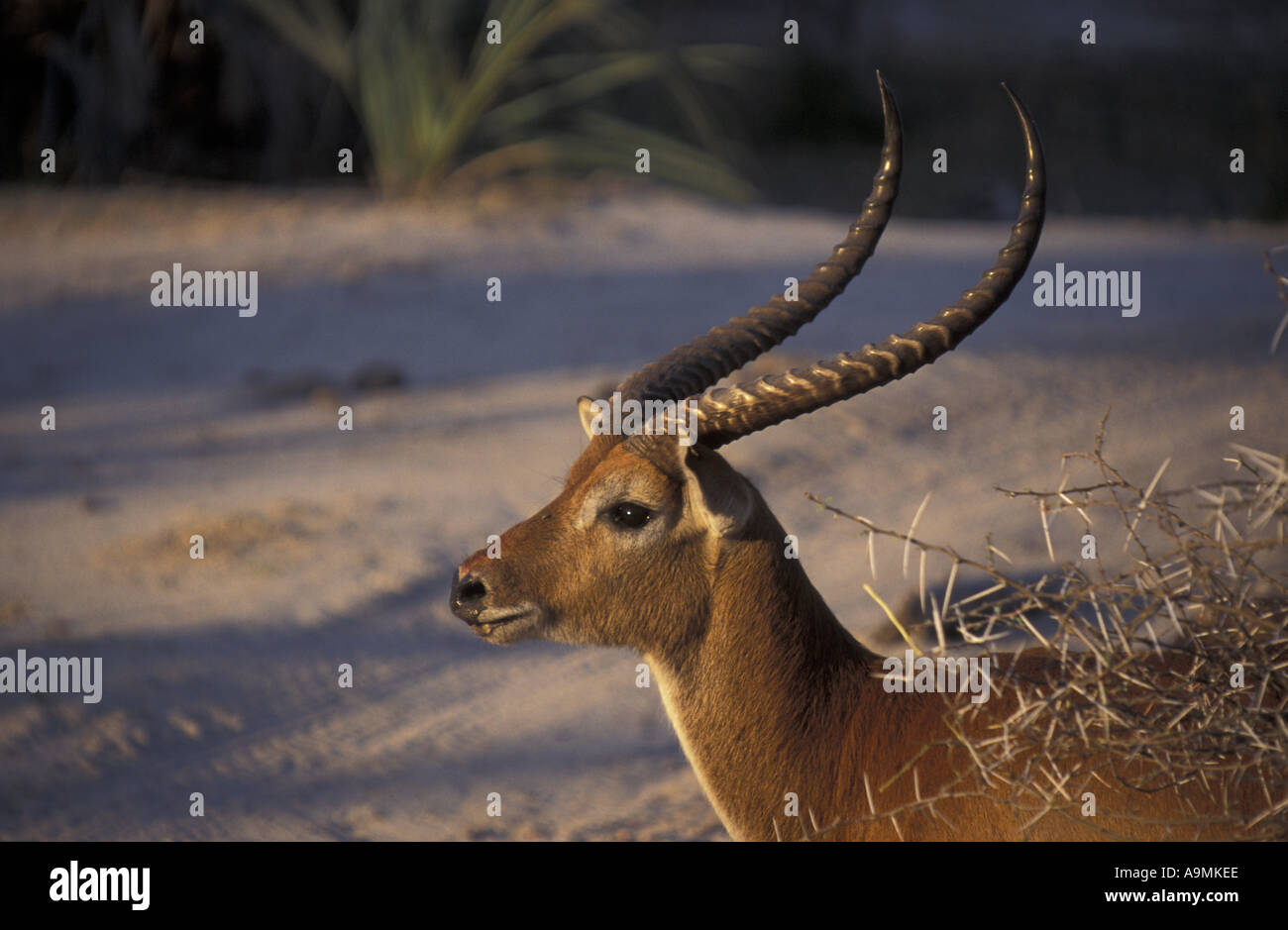 Portrait red lechwe kobus hi-res stock photography and images - Alamy