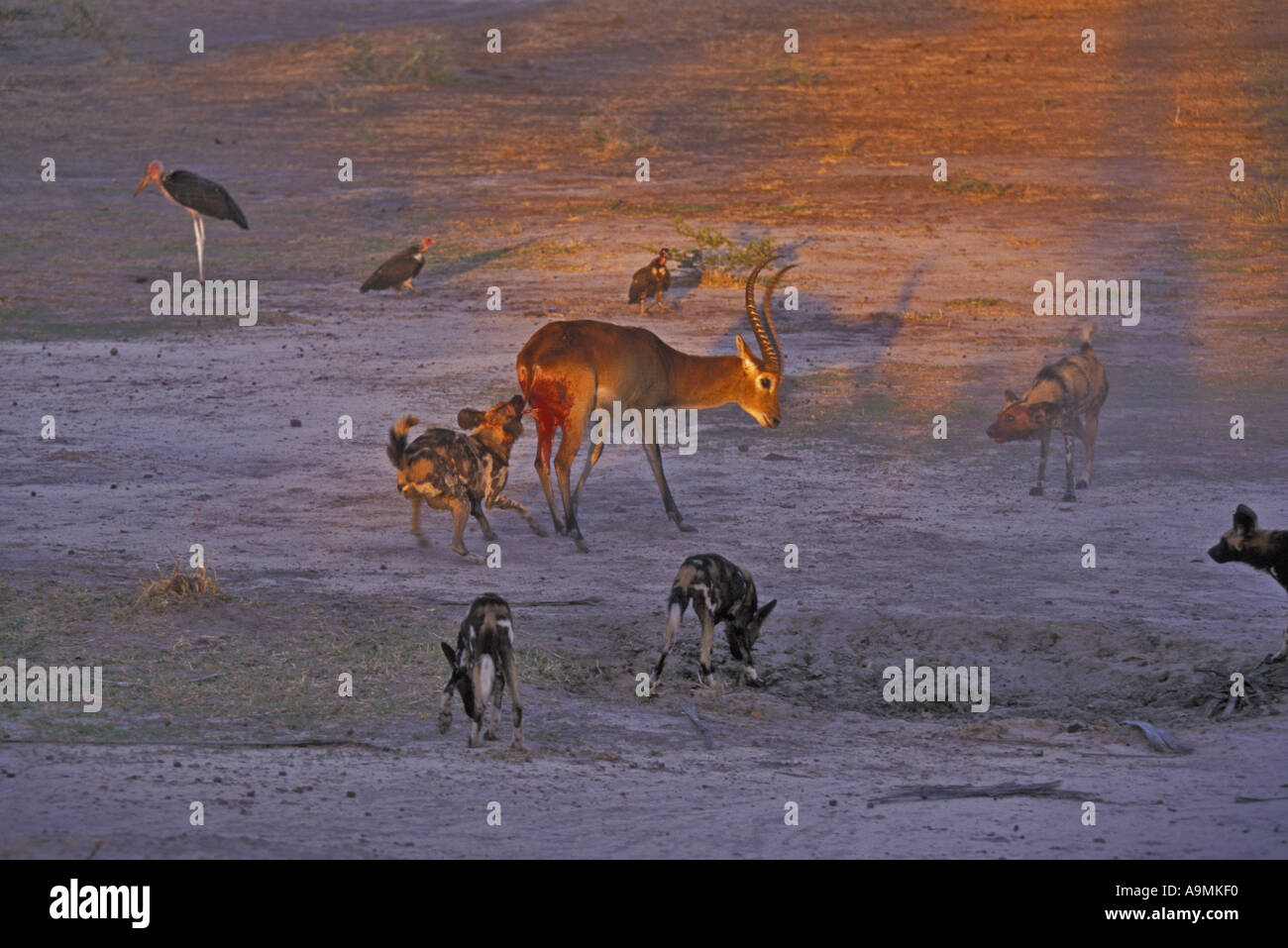 African Wild Dogs Lycaon pictus Adults and young attacking Red Lechwe ...