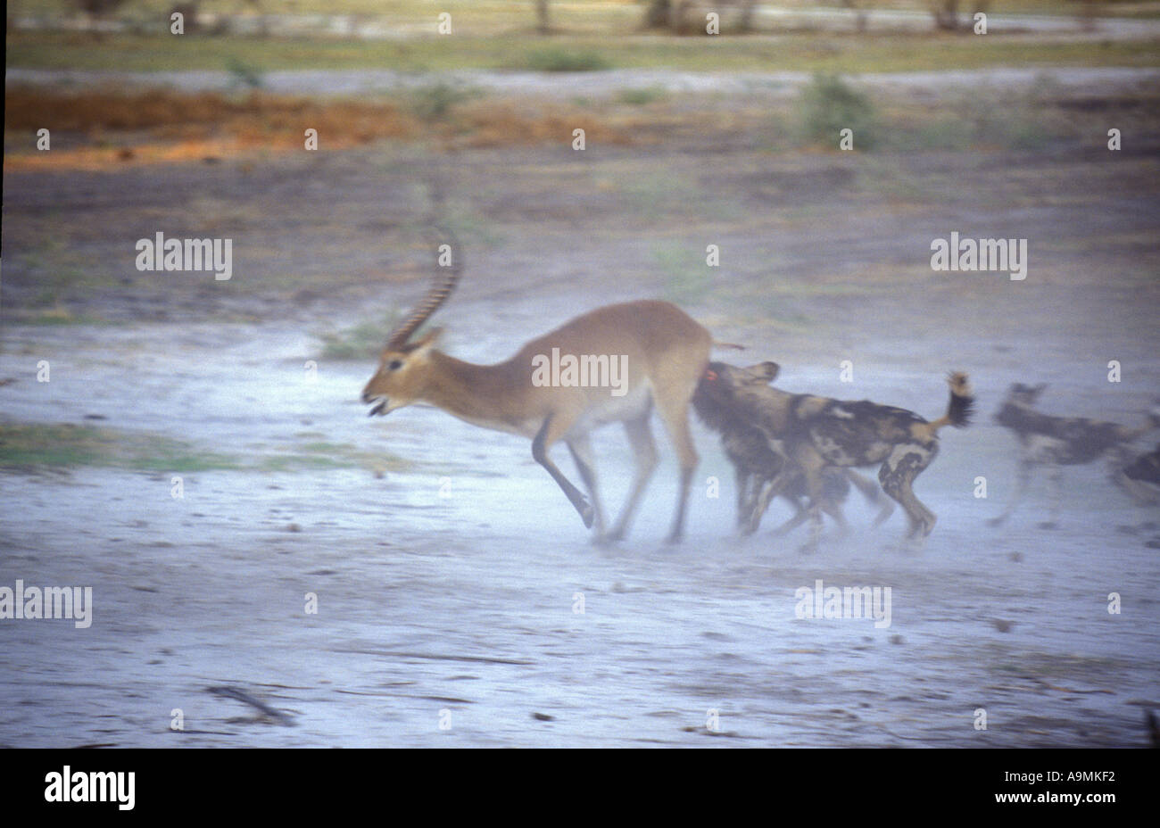 African Wild Dogs Lycaon pictus Adults and young attacking Red Lechwe ...