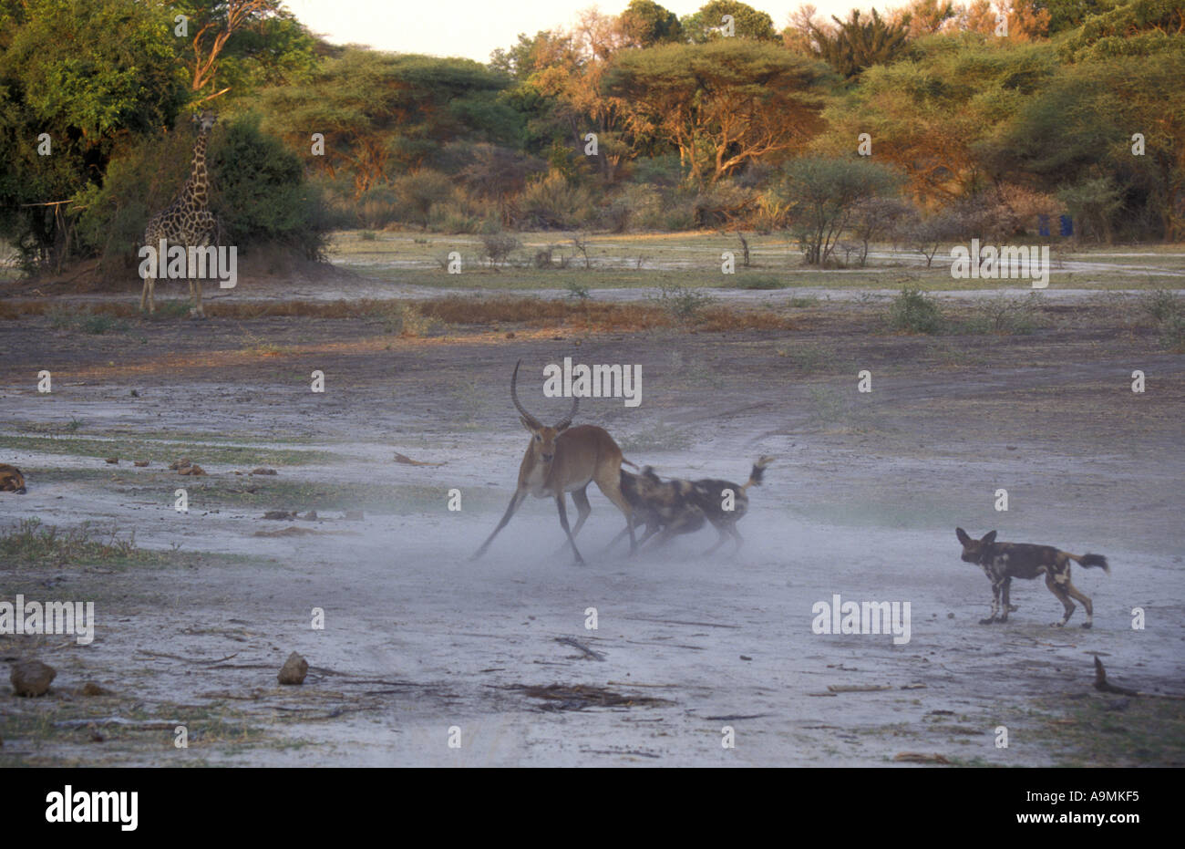 African wild dog attacking hi-res stock photography and images - Alamy