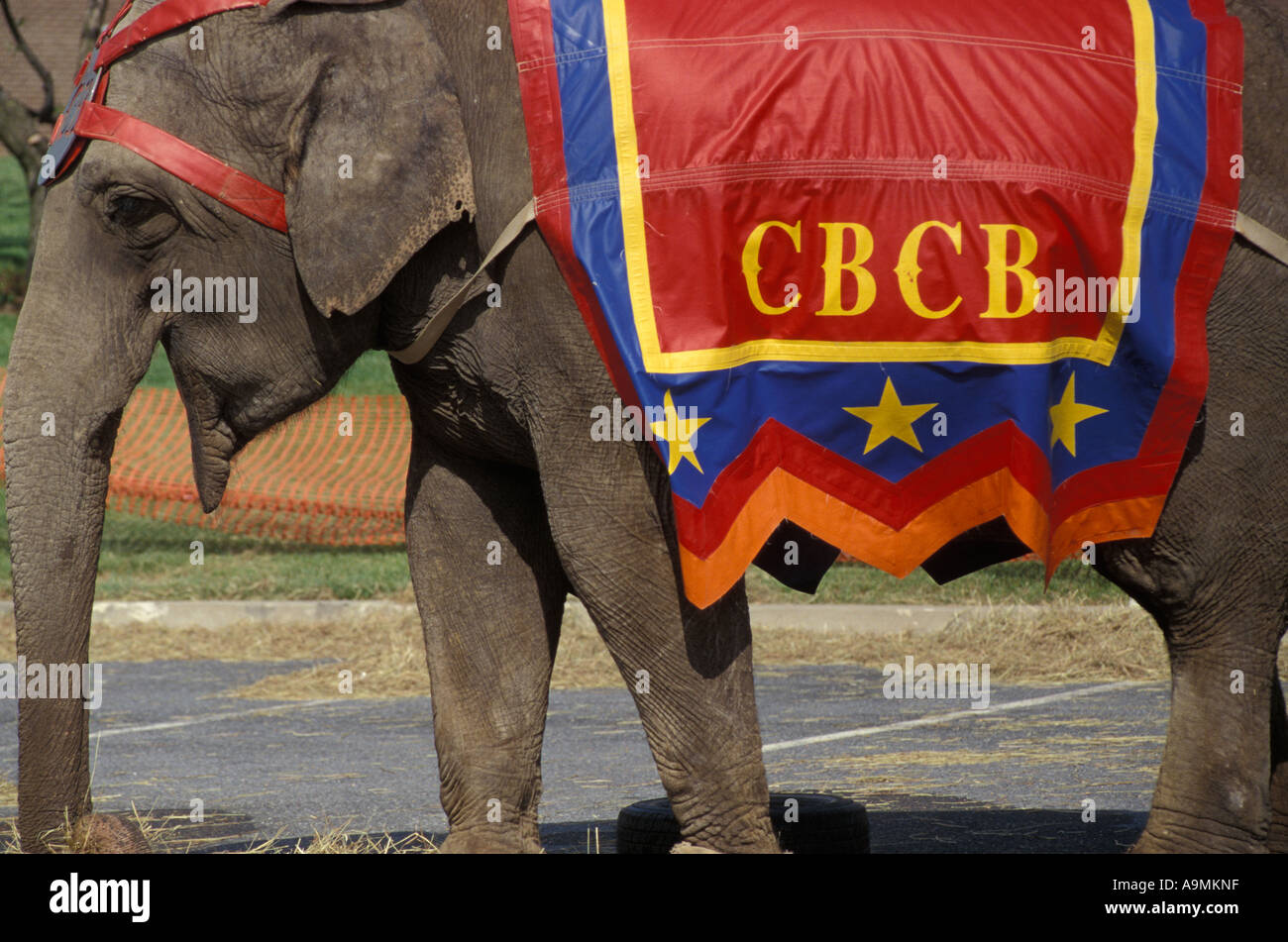 Clyde Beatty Cole Brothers Bros. Circus largest traveling show under ...