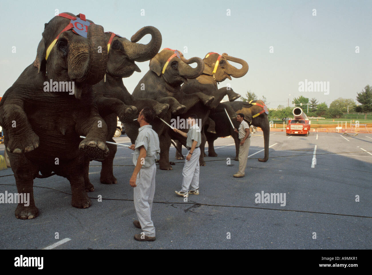 Clyde Beatty Cole Brothers Bros. Circus largest traveling show under ...