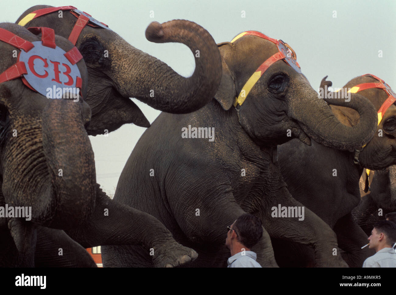 Clyde Beatty Cole Brothers Bros. Circus largest traveling show under ...