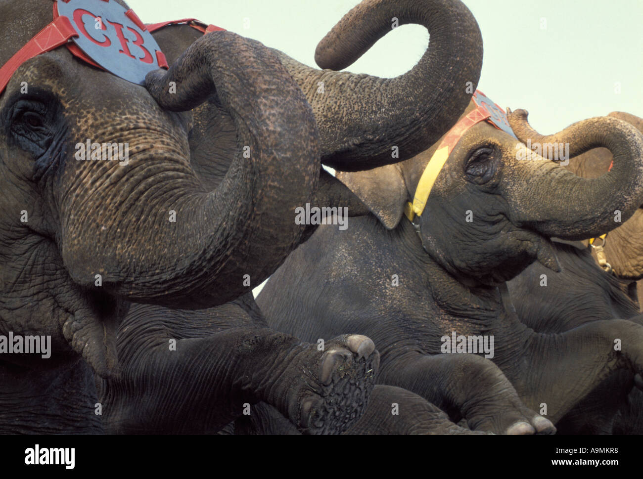 Clyde Beatty Cole Brothers Bros. Circus largest traveling show under ...