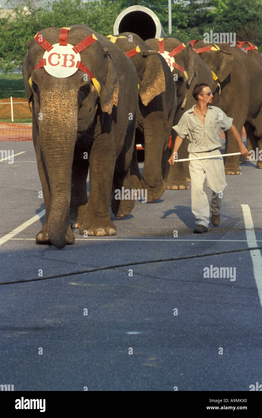 Clyde Beatty Cole Brothers Bros. Circus largest traveling show under ...