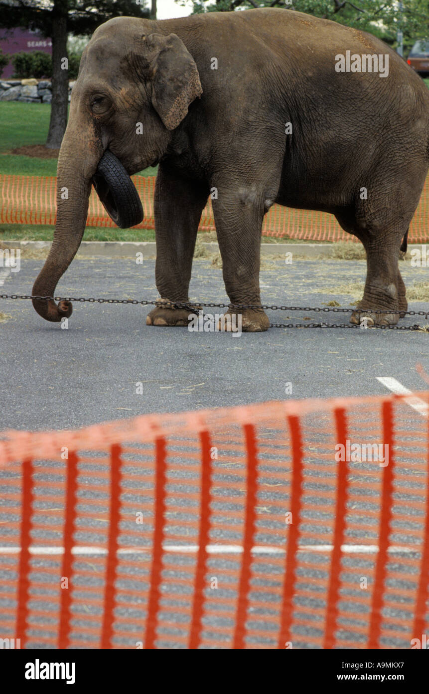 Clyde Beatty Cole Brothers Bros. Circus largest traveling show under ...