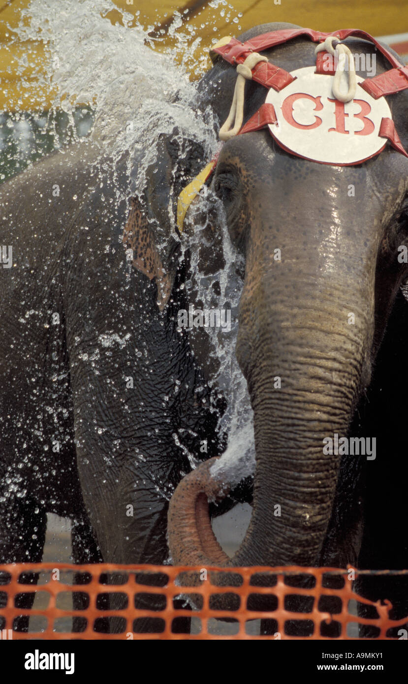 Clyde Beatty Cole Brothers Bros. Circus largest traveling show under ...