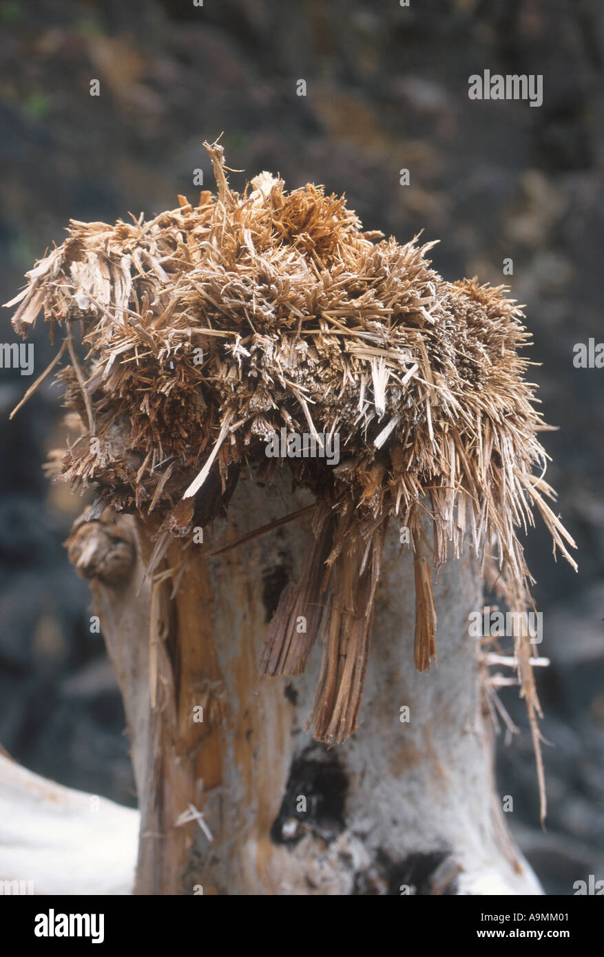Beach Strandline Shattered tree stump on beach Oregon State USA Stock ...