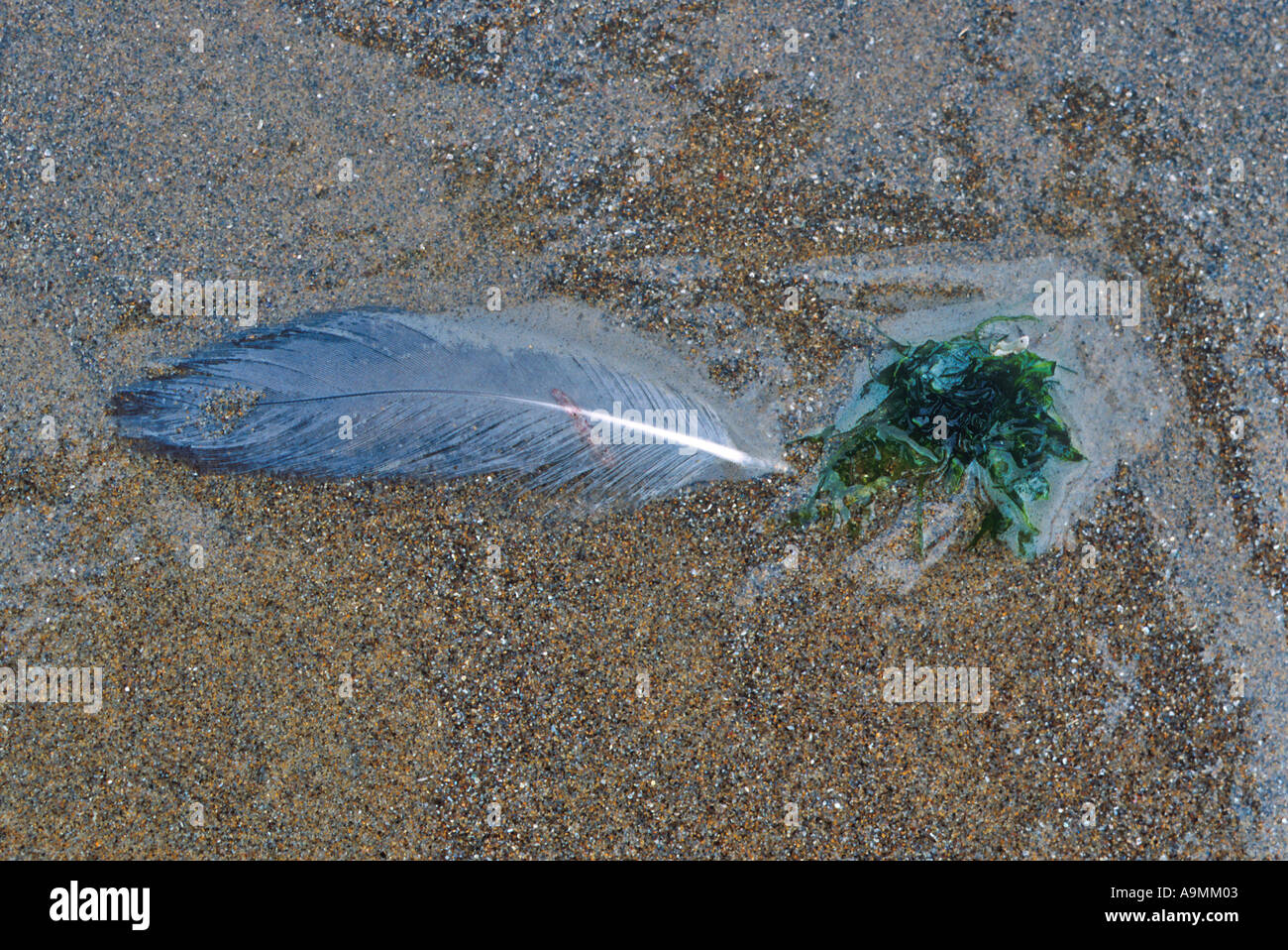Washed up feather hi-res stock photography and images - Alamy