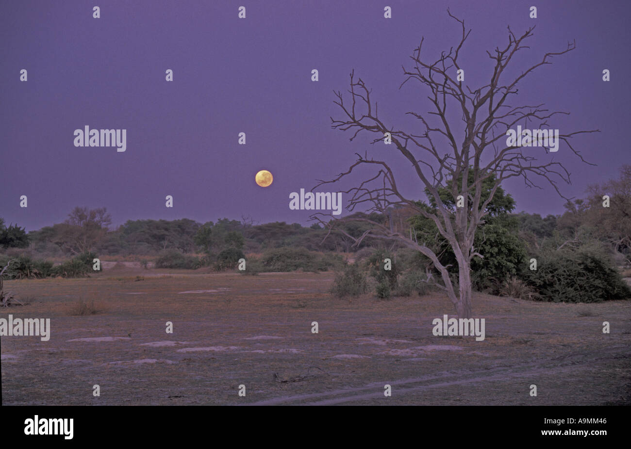 Full moon in botswana hi-res stock photography and images - Alamy