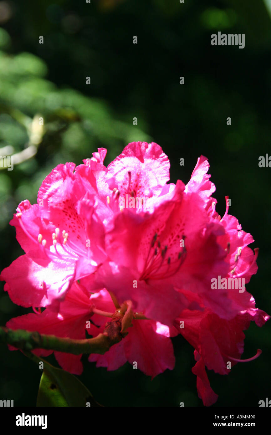 Azalea traditional house hi-res stock photography and images - Alamy