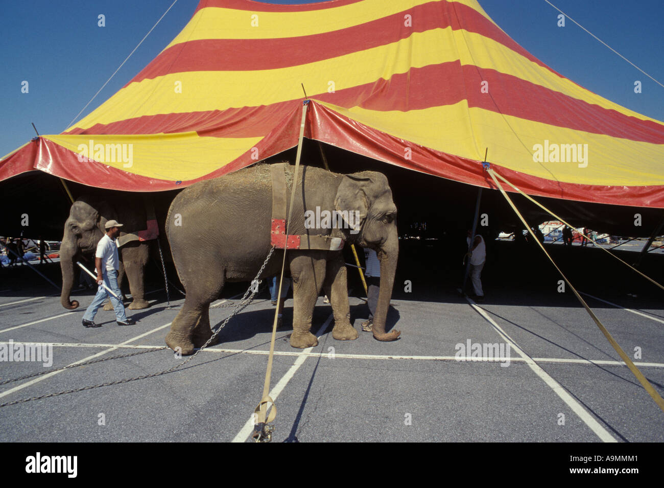 Clyde Beatty Cole Brothers Bros. Circus largest traveling show under ...