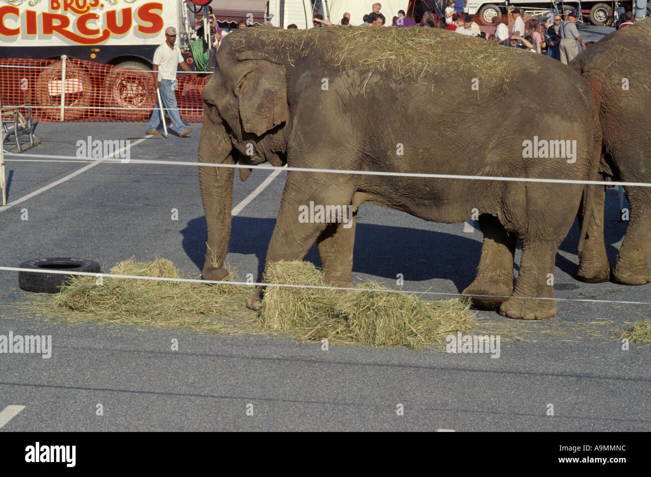 Clyde Beatty Cole Brothers Bros. Circus largest traveling show under ...