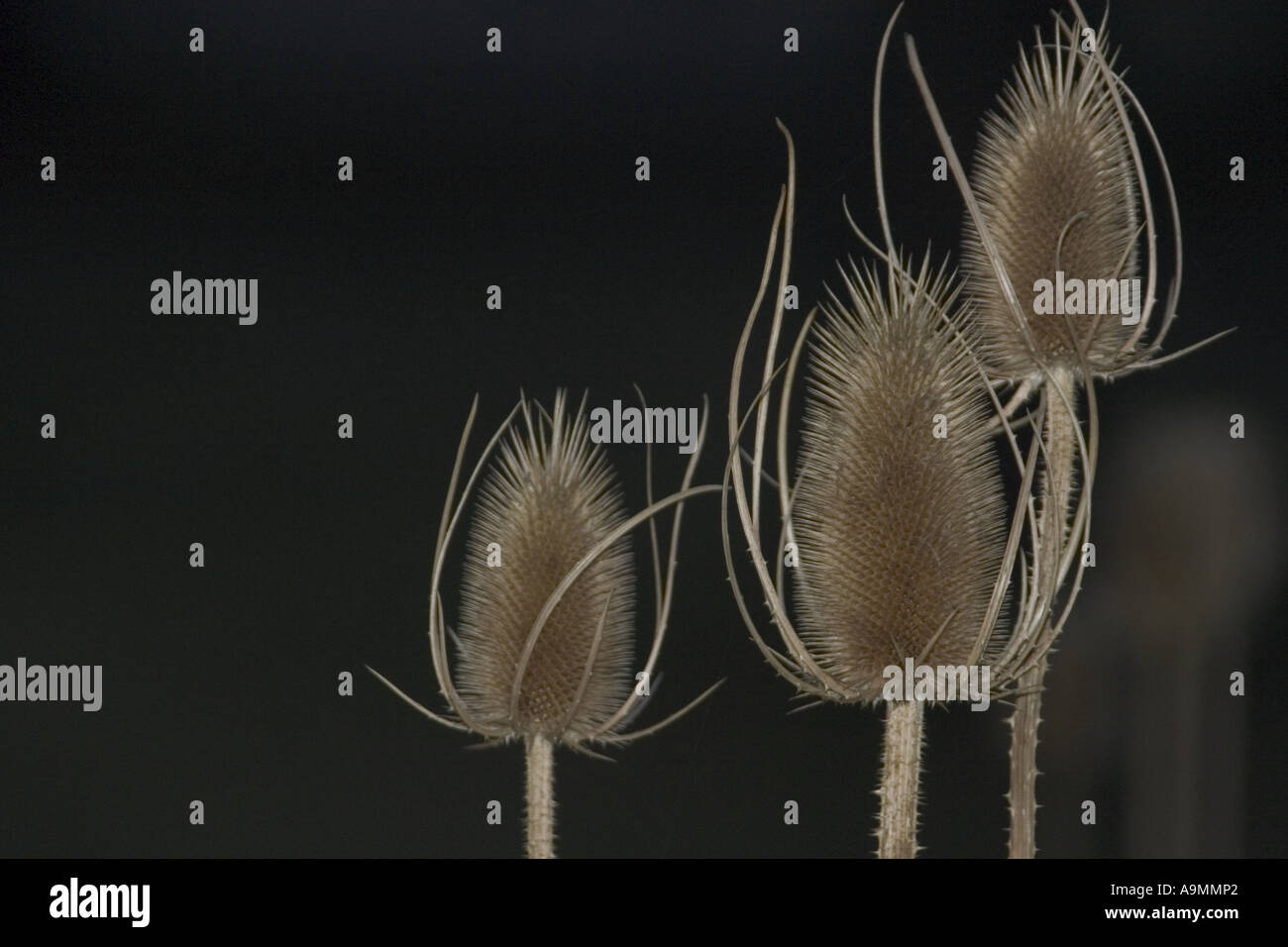 Thistle Seed Pods Stock Photo - Alamy