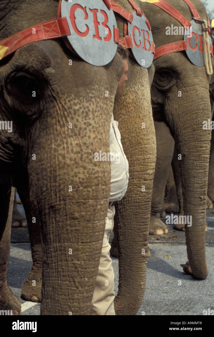 Clyde Beatty Cole Brothers Bros. Circus largest traveling show under ...