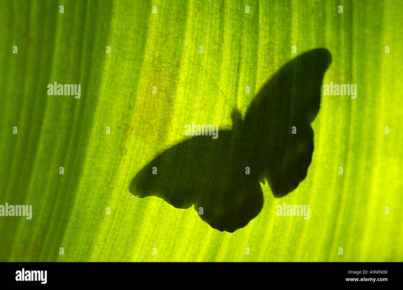 Butterfly shadow hi-res stock photography and images - Alamy