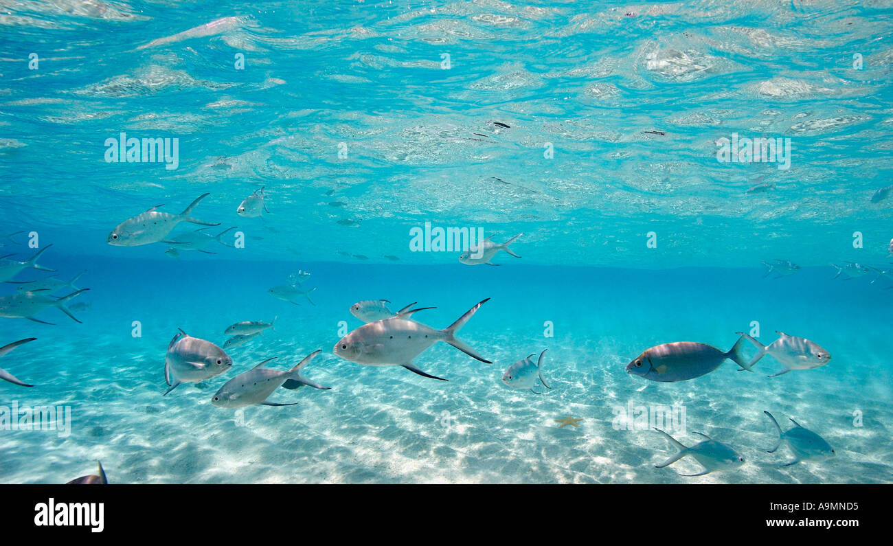 Fish in maldives indian ocean hi-res stock photography and images - Alamy
